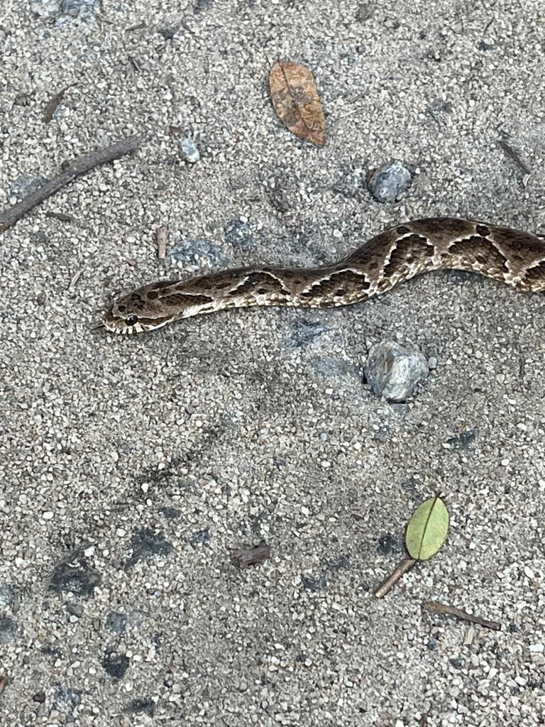 Xenodon from Linhares, ES, Brasil on April 18, 2024 at 04:55 PM by ...