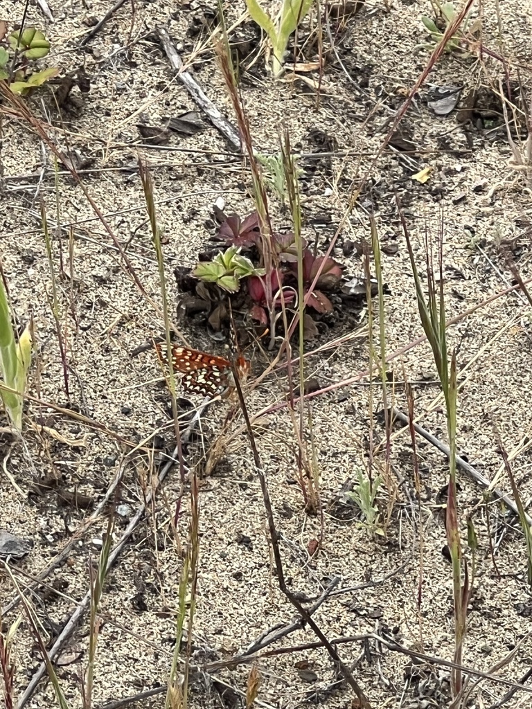 Variable Checkerspot from Presidio, San Francisco, CA, US on April 18 ...