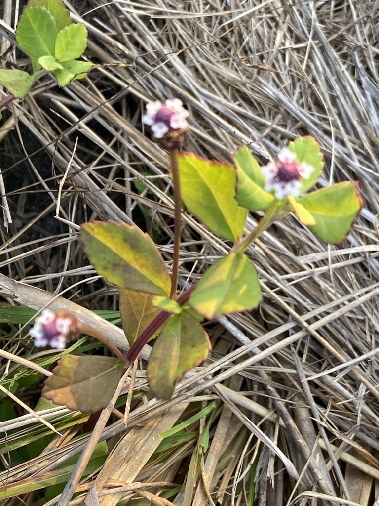 turkey tangle frogfruit from Titusville, FL, US on April 18, 2024 at 07 ...