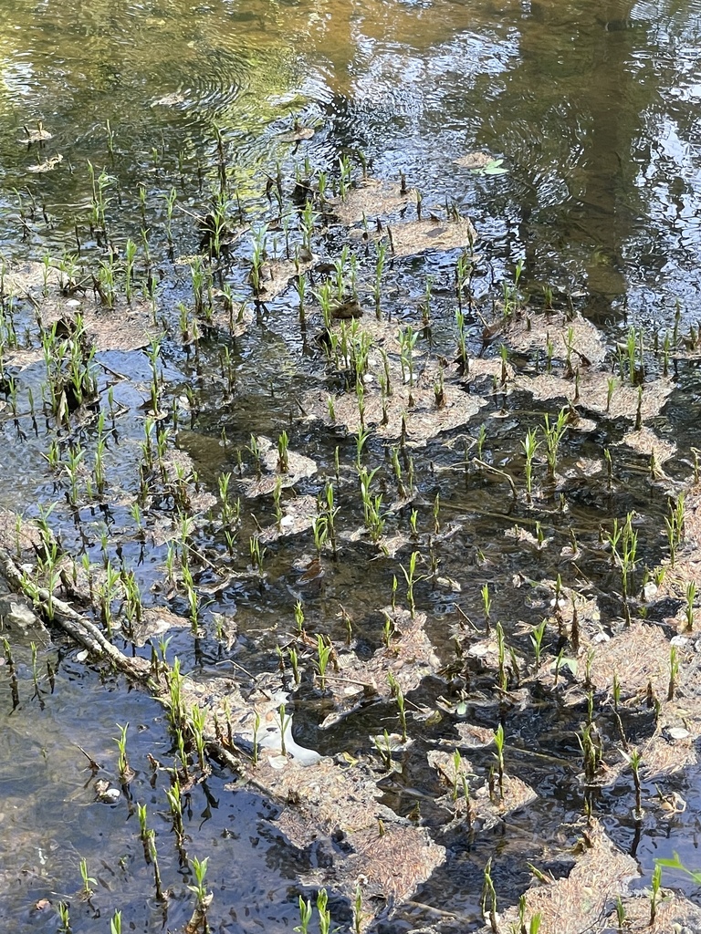 American water-willow from Durham, NC, US on April 18, 2024 at 05:55 PM ...