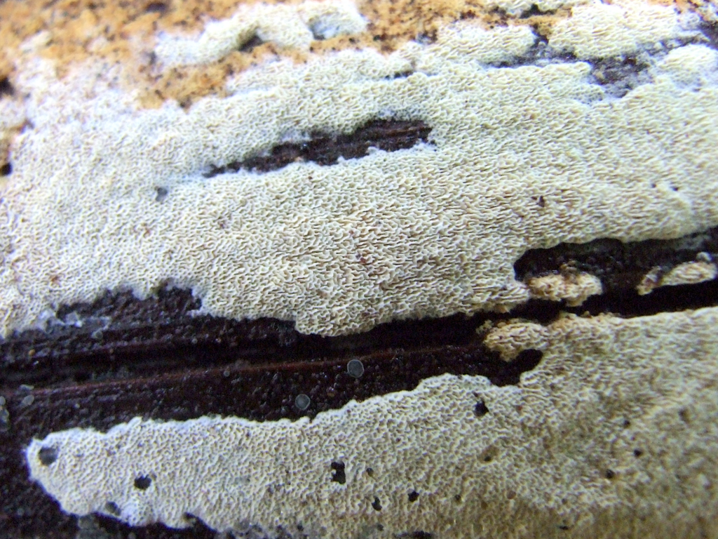 Xylodon raduloides from Humboldt County, CA, USA on April 16, 2024 at ...