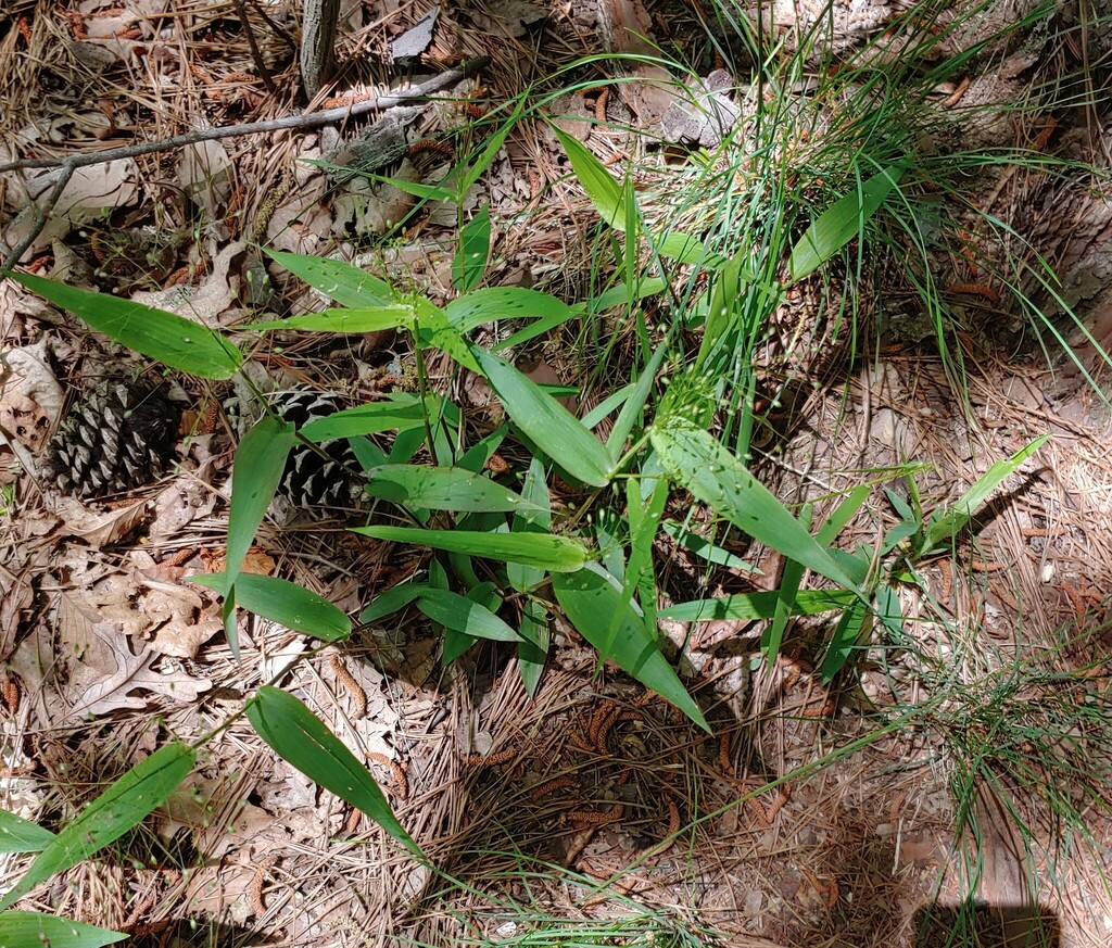 variable witchgrass from Dekalb County, GA, USA on April 18, 2024 at 12 ...