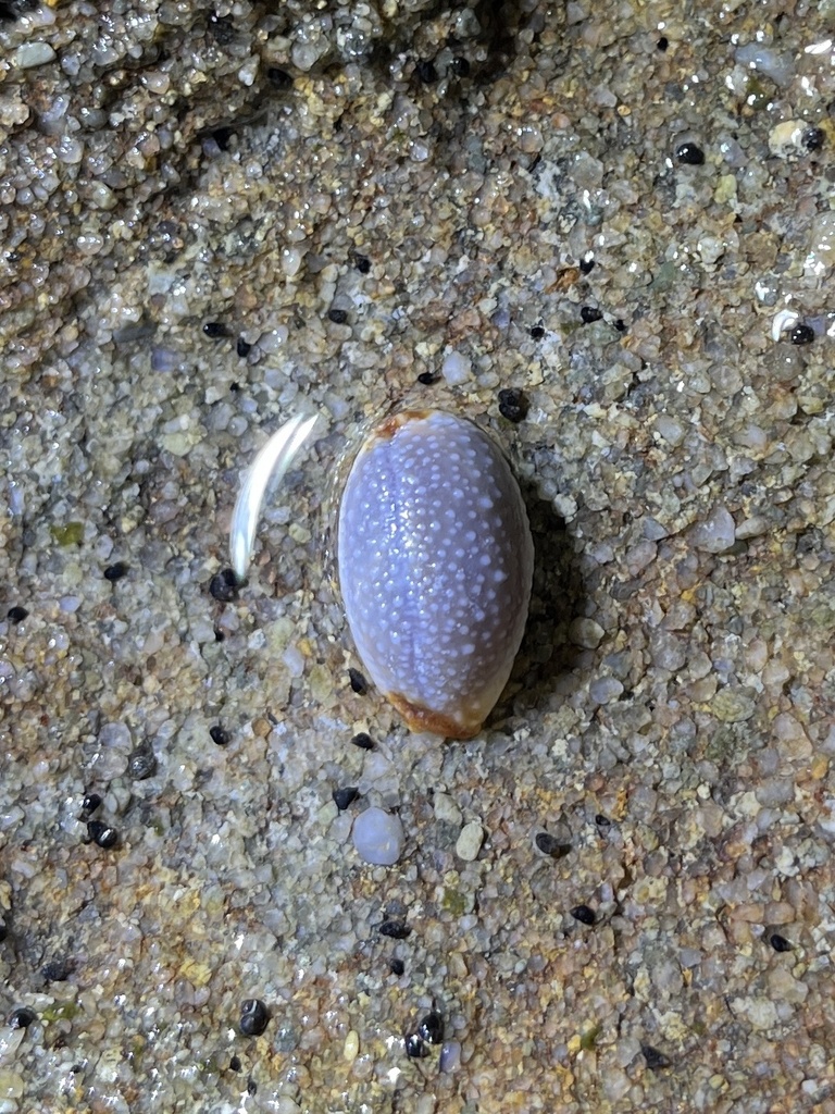 grape cowrie from Coral Sea, Shelly Beach, QLD, AU on April 18, 2024 at ...