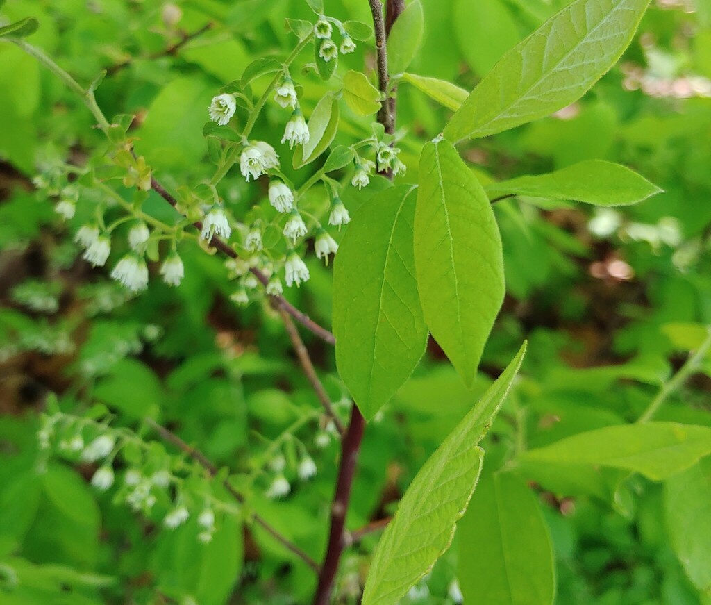 deerberry from Dekalb County, GA, USA on April 18, 2024 at 12:02 PM by ...