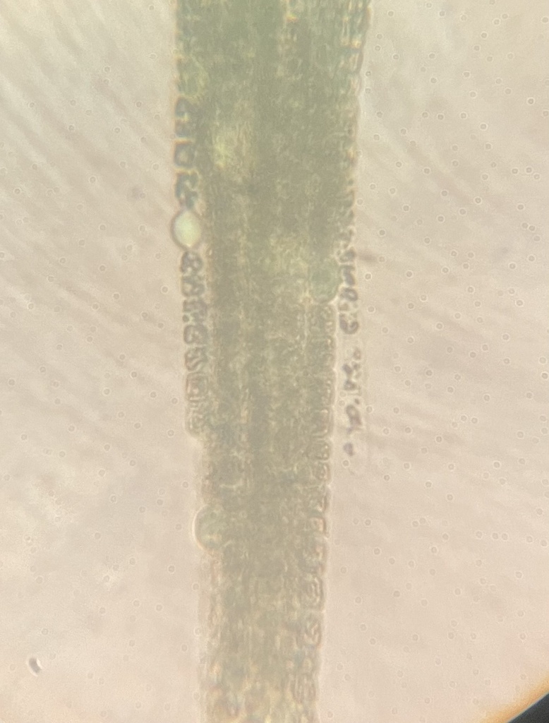 Aphanizomenon flosaquae from Fish Branch Island, Okeechobee, FL, US on ...