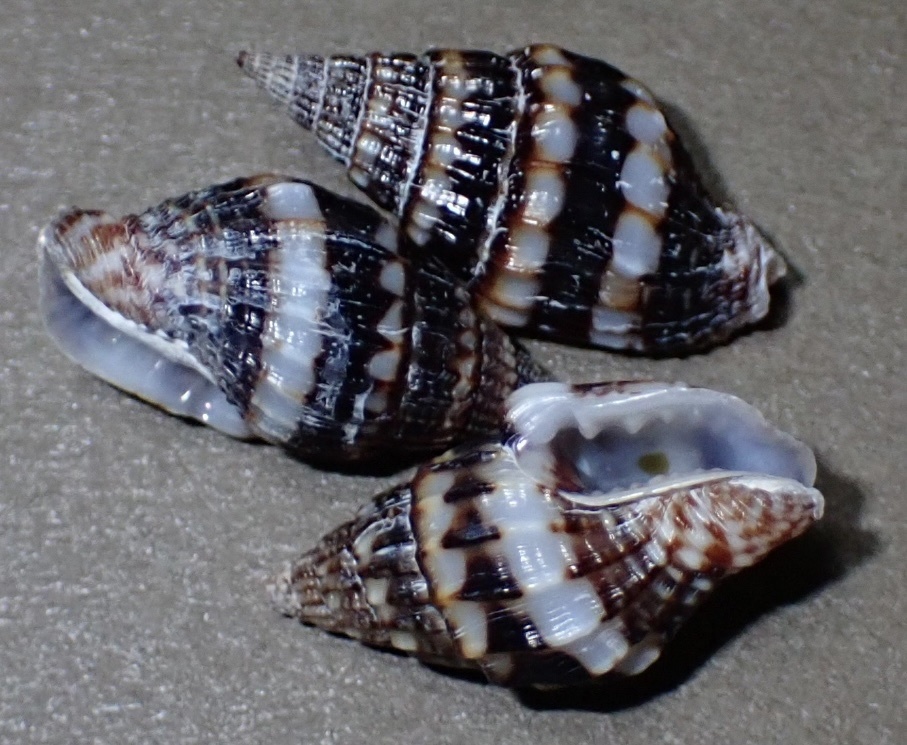 Anachis scalarina from Golfo De Panamá, Provincia de Panamá, PA on ...