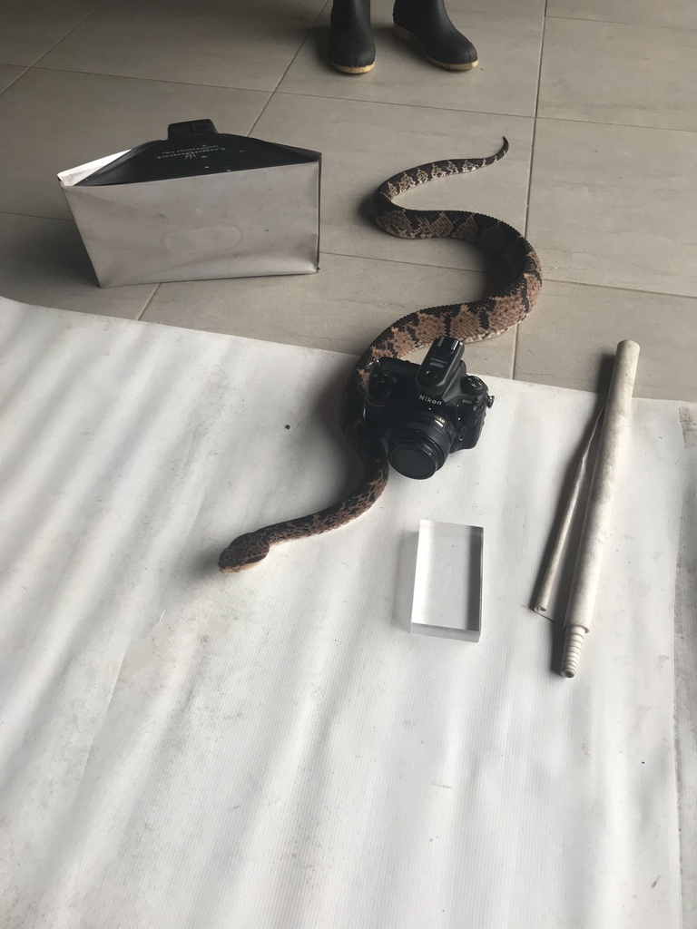 Chocoan bushmaster from Juradó, Juradó, Chocó, CO on March 31, 2019 at ...