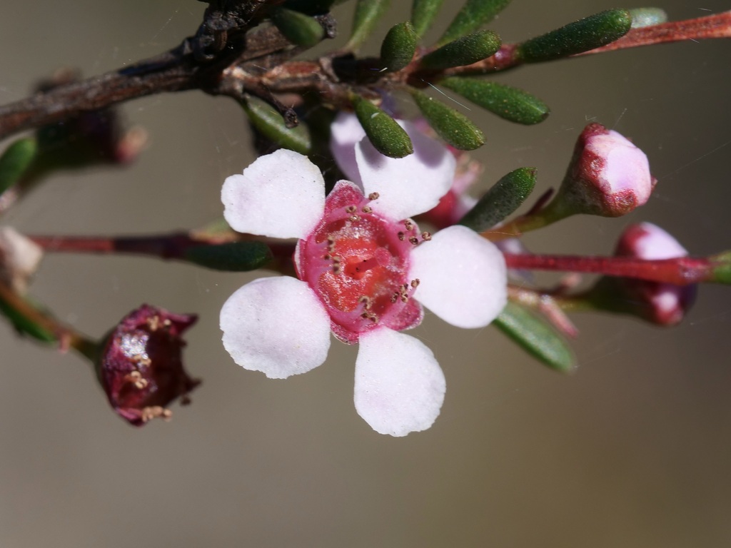 Astartea scoparia from Mt Lindesay, Denmark, Western Australia ...