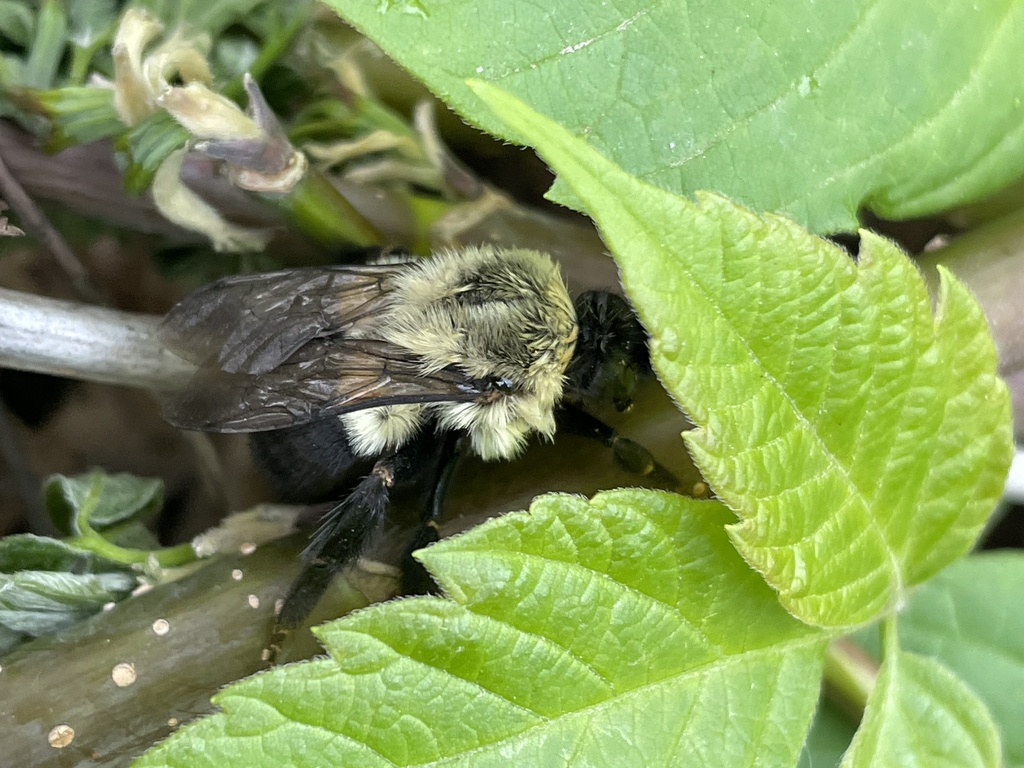 Common Eastern Bumble Bee from Spring Ct, Geneva, IL, US on April 18 ...