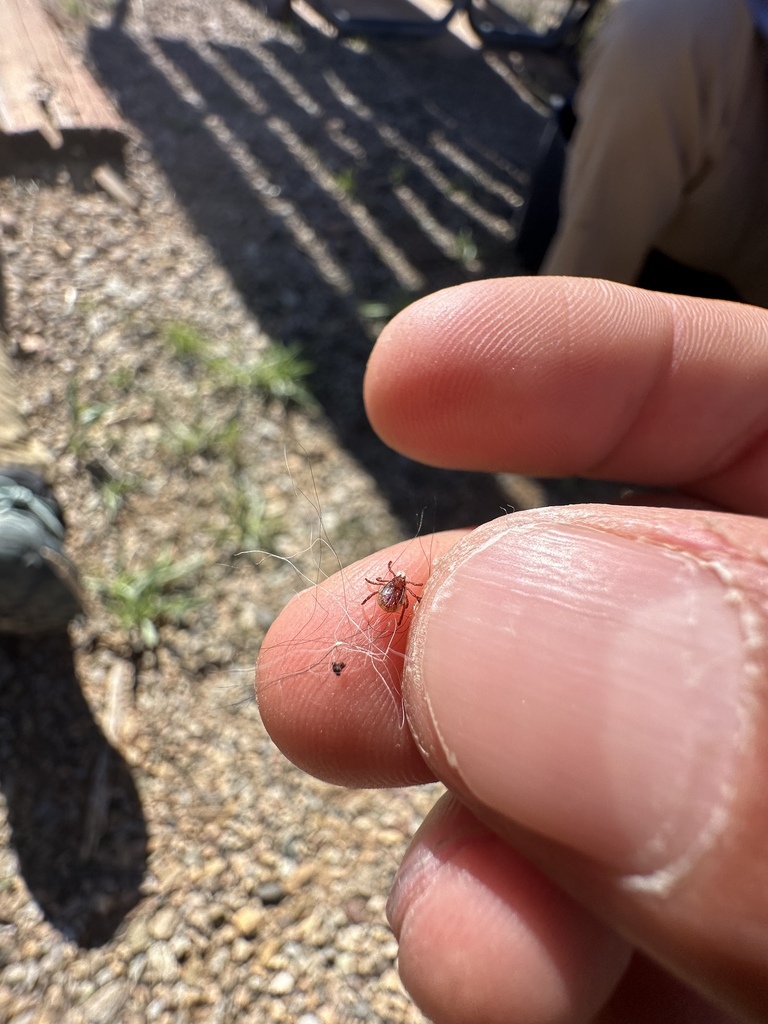 Pepper Ticks from Hovenweep National Monument, Monticello, UT, US on ...