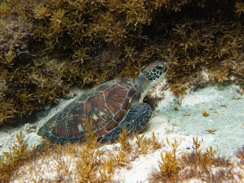 Green Sea Turtle in January 2024 by kaeliswift. Seen in the tide pools ...