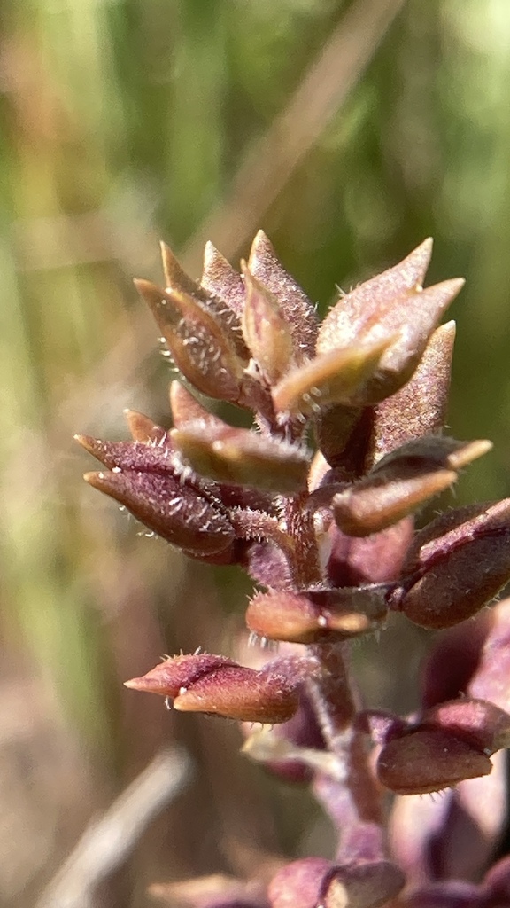 Sharp-pod Pepper-grass from Springtown, Livermore, CA 94551, USA on ...