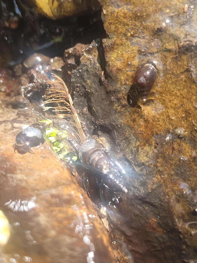 Cinnamon Juga in April 2024 by Jamie Bettaso · iNaturalist United Kingdom