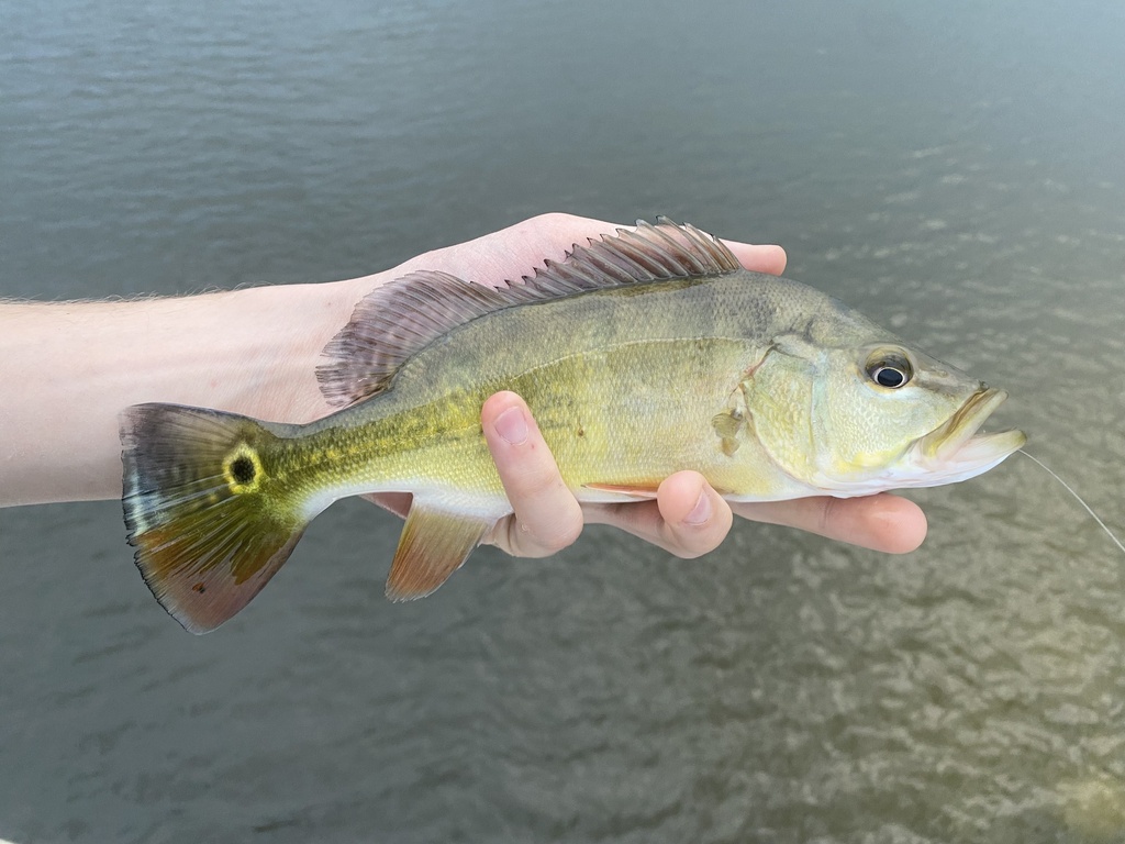 Butterfly Peacock Bass in April 2024 by shmavin · iNaturalist