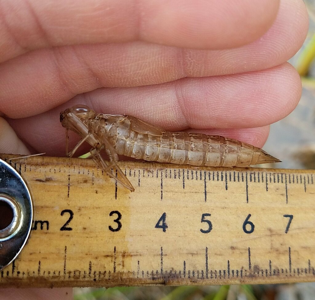 Common Green Darner from Miami-Dade County, FL, USA on February 10 ...