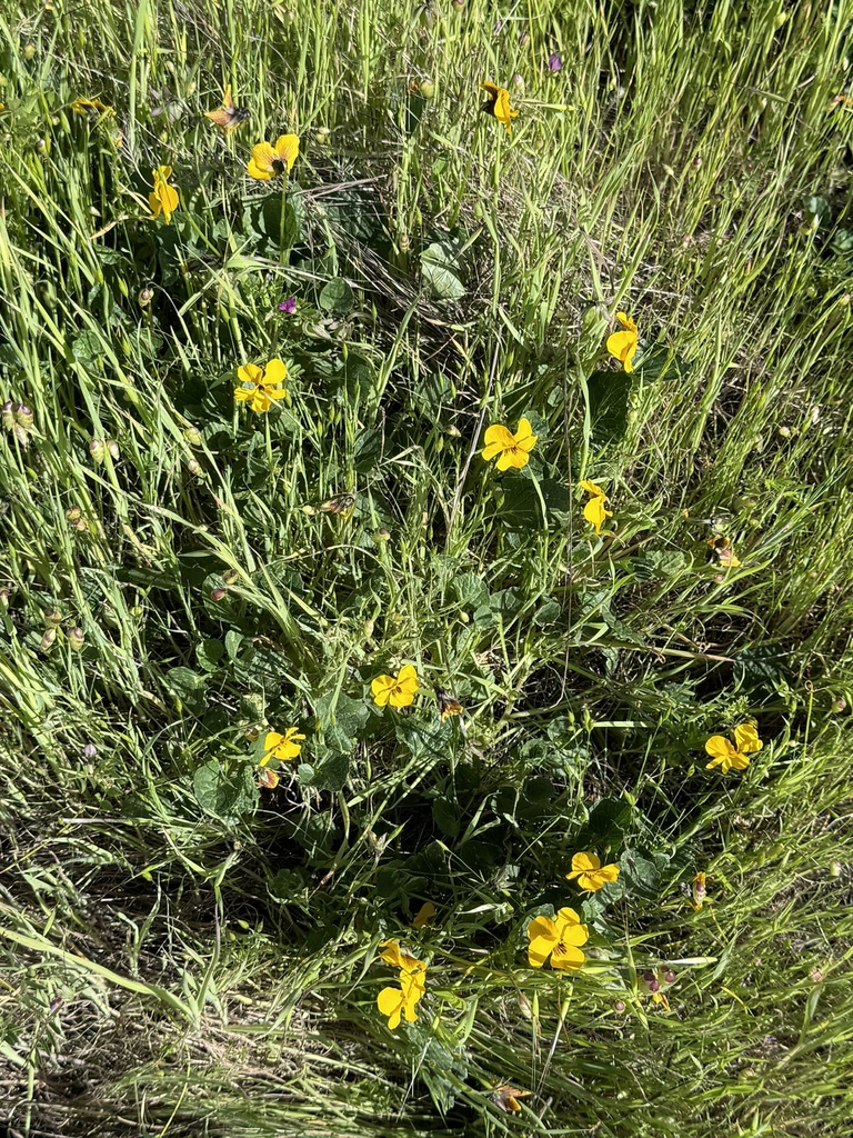 California Golden Violet from Sonoma County, CA, USA on April 18, 2024 ...