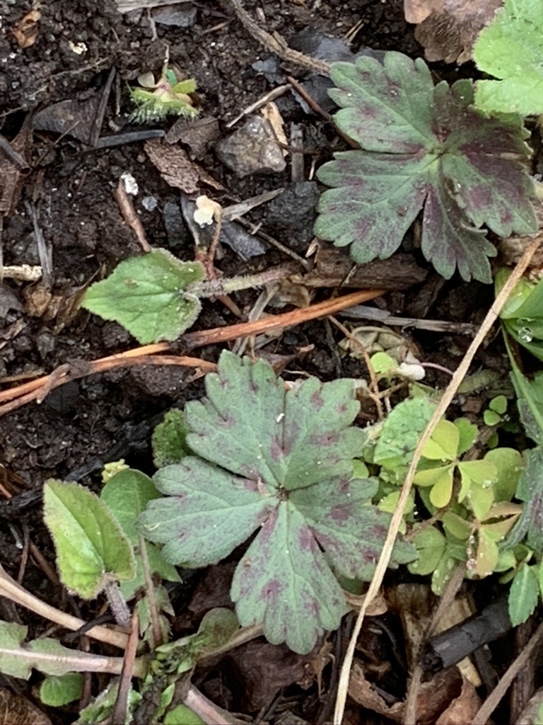 Thunberg's Geranium from Tano, Kokonoe, Kusu District, Oita 879-4911 ...
