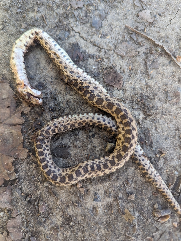 Pacific Gopher Snake from Pleasant Hill, CA, USA on April 10, 2024 at ...