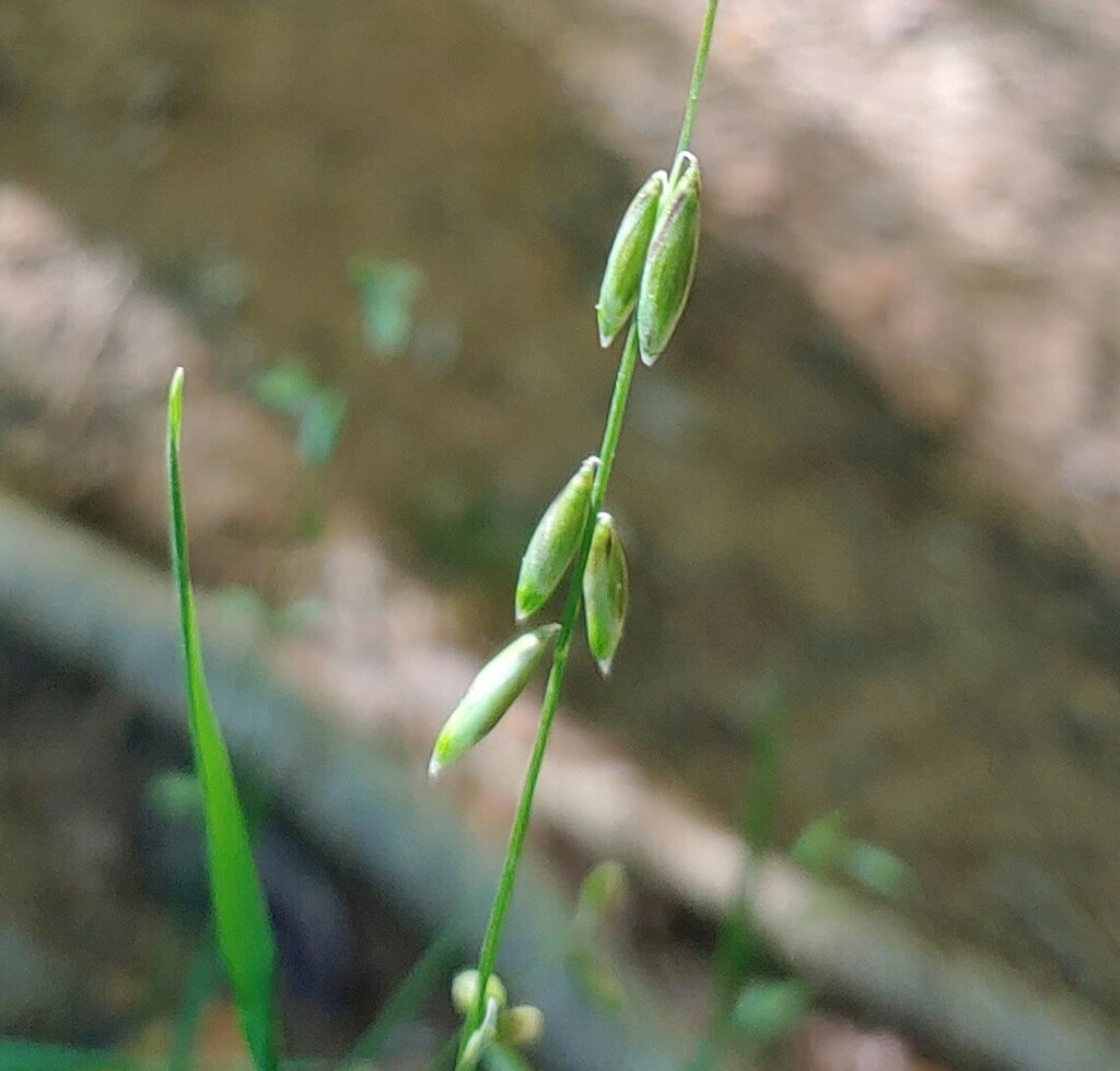 Twoflower Melicgrass from Dekalb County, GA, USA on April 18, 2024 at ...
