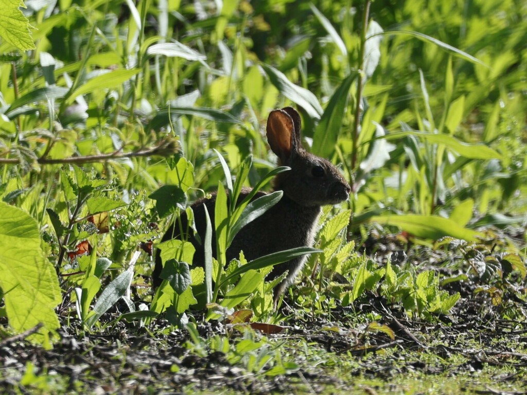 Brush Rabbit from Burleigh H. Murray Ranch State Park, San Mateo County ...