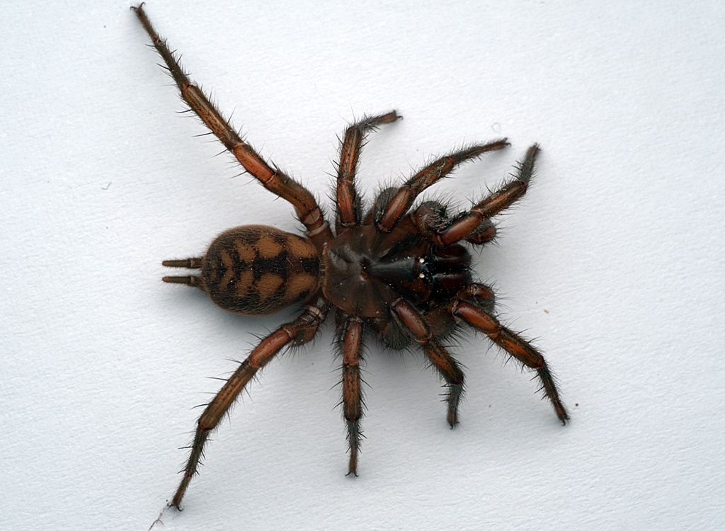 Banded Tunnelweb Spiders from Kaeo, New Zealand on January 12, 2024 at ...
