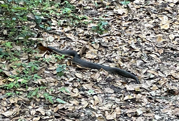 Eastern Hognose Snake from Brazos Bend SP, Fort Bend County, TX, USA on ...