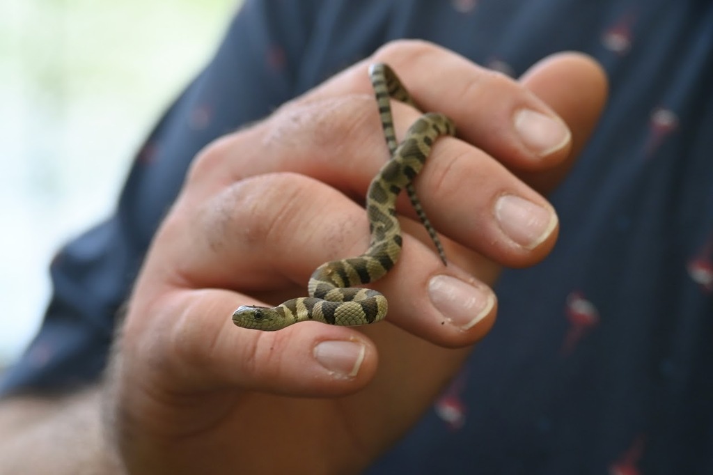 Common Watersnake from Nashville, TN, USA on April 15, 2024 at 03:47 PM ...