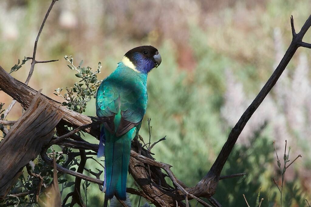 Australian Ringneck from Cunyu Station, Wiluna WA, Australia on July 23 ...