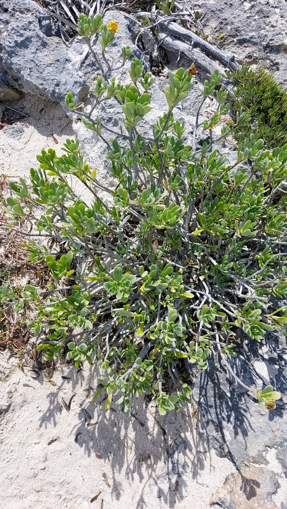 Tree Seaside Tansy from 7JG5+9M5, George Town, Cayman Islands on 09 ...