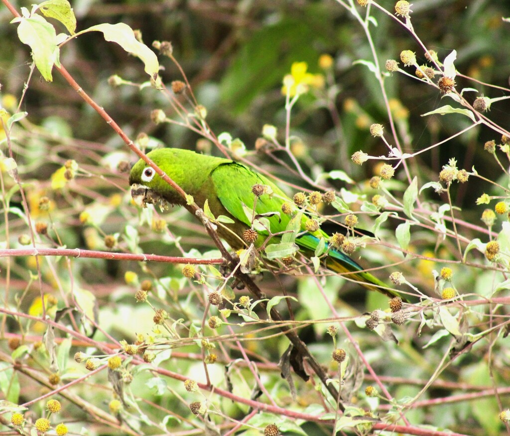 Olive-throated Parakeet in January 2024 by RogerBraga · iNaturalist