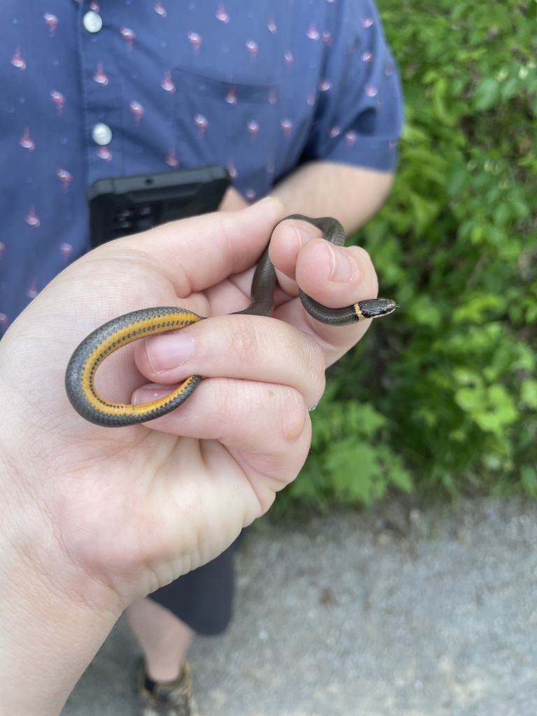 ring-necked snake from Radnor Lake State Park, Oak Hill, TN, US on ...