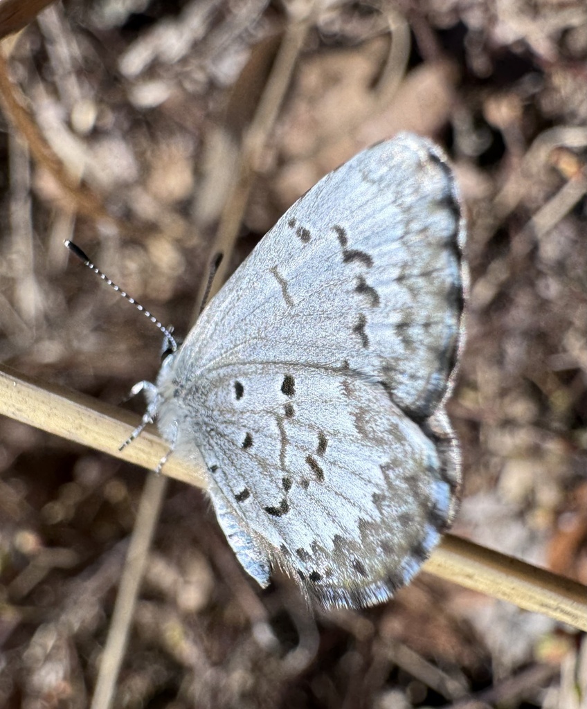 Northern Azure from Richwood Dr, The Archipelago, ON, CA on April 15 ...