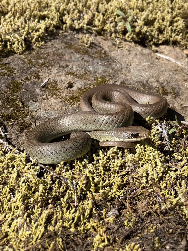 Western Yellow-bellied Racer in April 2024 by Colton Veltkamp · iNaturalist