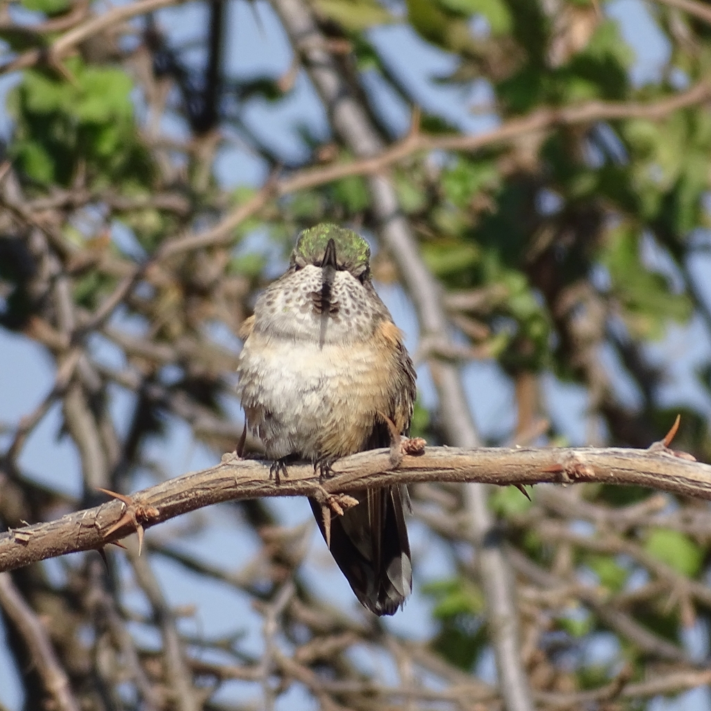 Broad-tailed Hummingbird from 14710 CDMX, México on December 11, 2021 ...