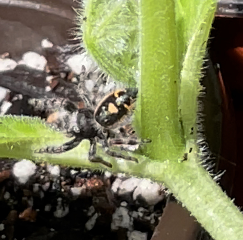 Bold Jumping Spider from Colorado College, Colorado Springs, CO, US on ...