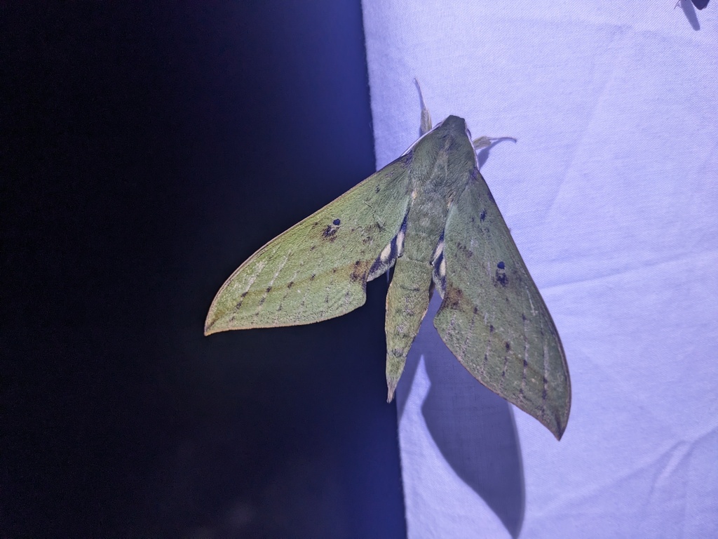 Macroglossine Sphinx Moths from Santa Marta, Magdalena, Colombia on ...