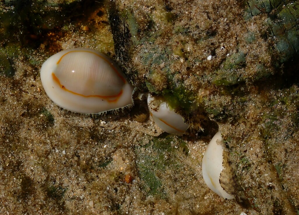 Gold Ring Cowry from Barcoongere NSW 2460, Australia on April 18, 2024 ...