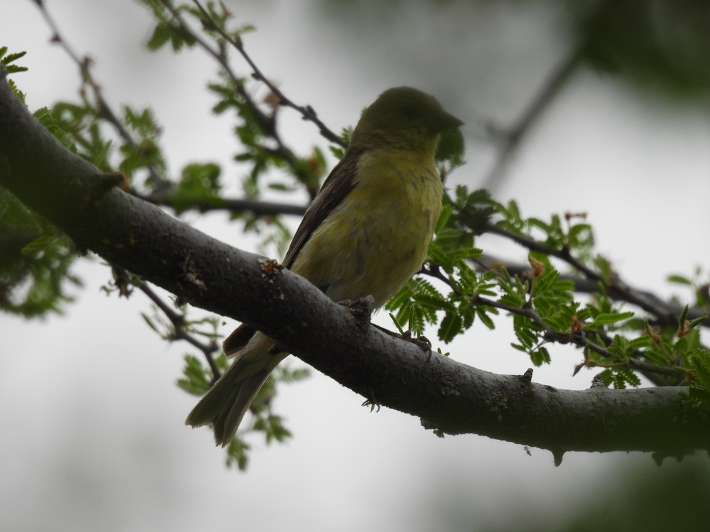 Lesser Goldfinch from Indé, Dgo., México on April 17, 2024 at 05:29 PM ...