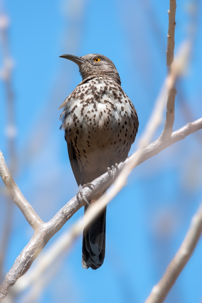 Gray Thrasher from 23304 B.C.S., México on March 25, 2024 at 11:42 AM ...