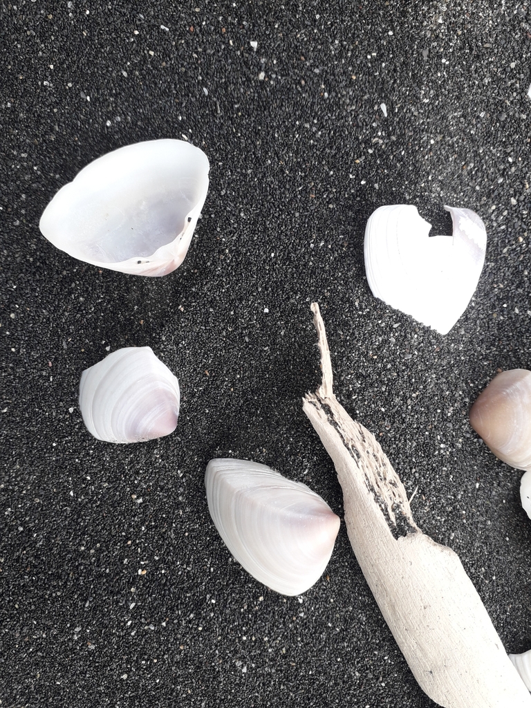 Triangle Clam from Rangitikei, NZ-MW, NZ on April 19, 2024 at 03:14 PM ...