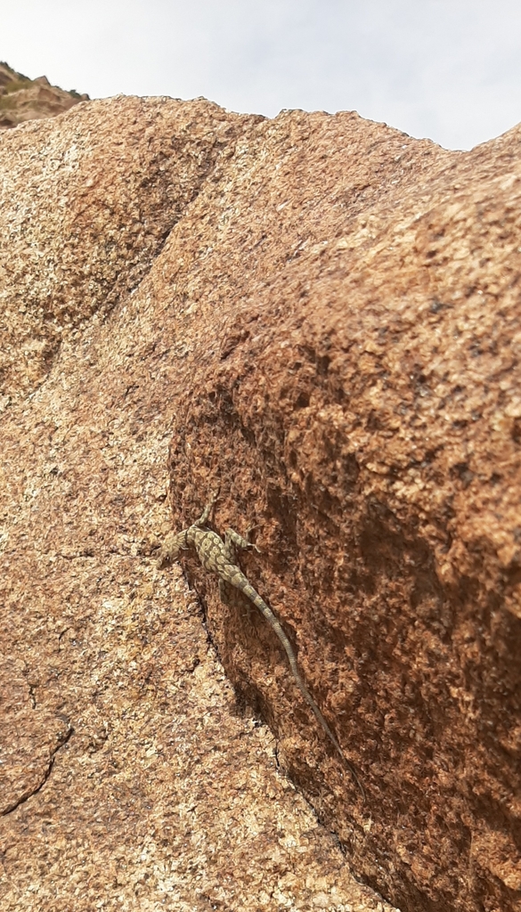 Banded Rock Lizard from Borrego Springs, CA 92004, USA on April 18 ...