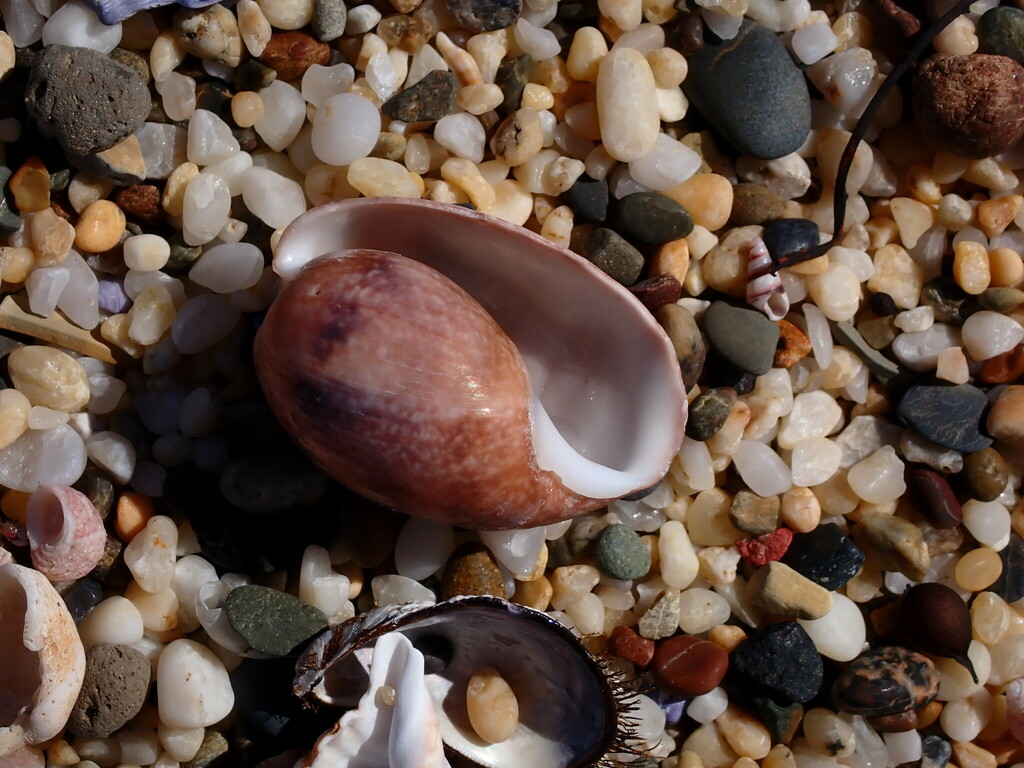 Bulla from Barcoongere NSW 2460, Australia on April 18, 2024 at 09:59 ...