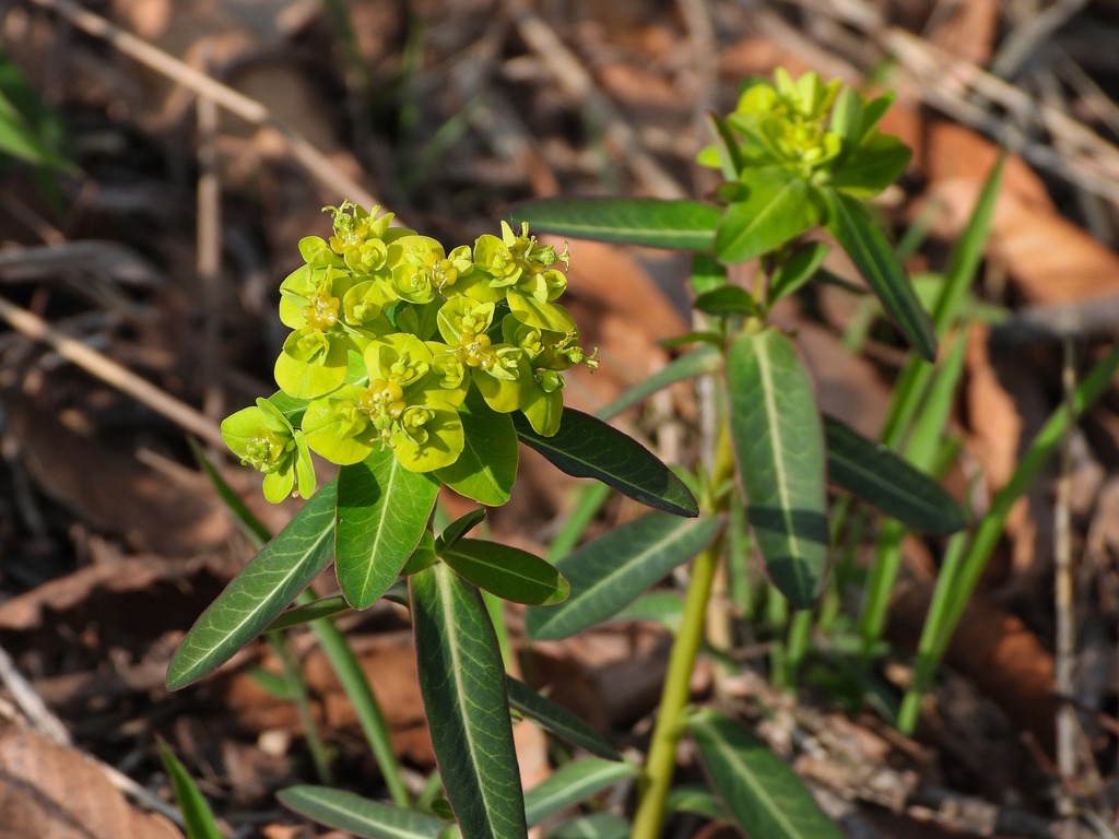 Peking Spurge from Laoshan District, Qingdao, Shandong, China on April ...