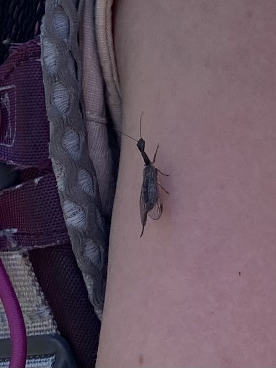Common Snakeflies from Hain Wilderness, Paicines, CA, US on April 18 ...