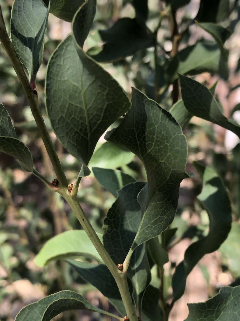 hop bitter-pea from Kelgoola NSW 2849, Australia on April 11, 2024 at ...