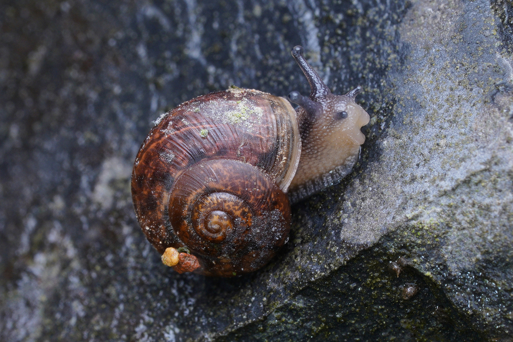 Acusta ravida from 中国浙江省衢州市柯城区 on April 04, 2024 at 10:19 PM by 帕索卡 ...