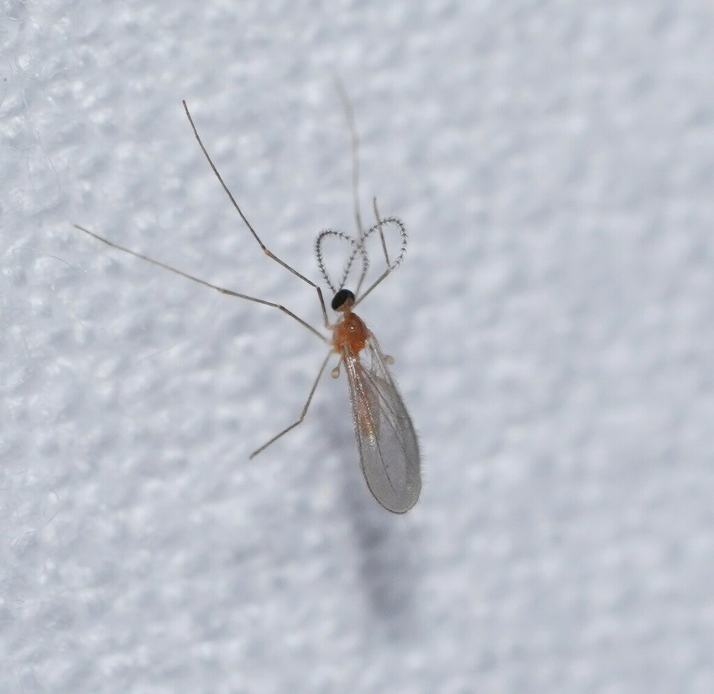Gall and Forest Midges from Long Forest VIC 3340, Australia on April 13 ...