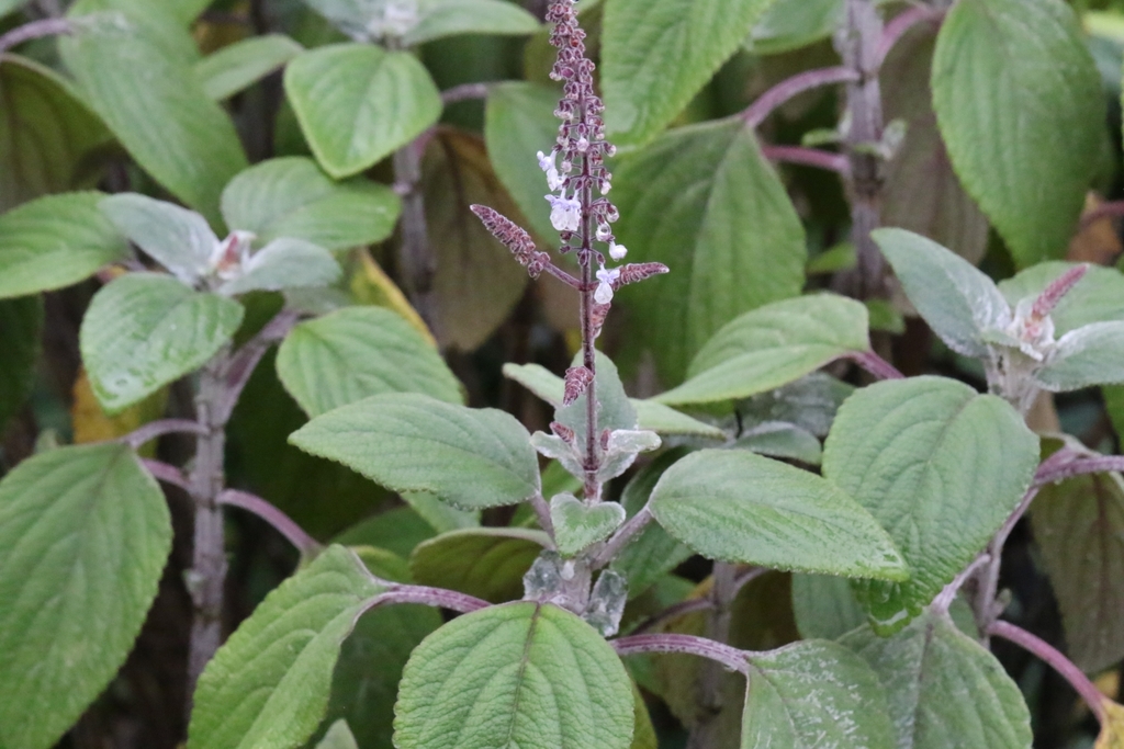 Silver spurflower from 紐西蘭基督城基督城市中心 on April 12, 2024 at 08:31 AM by ...