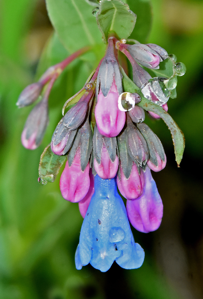 Prairie Bluebells (Plants of Castlewood Canyon State Park) · iNaturalist