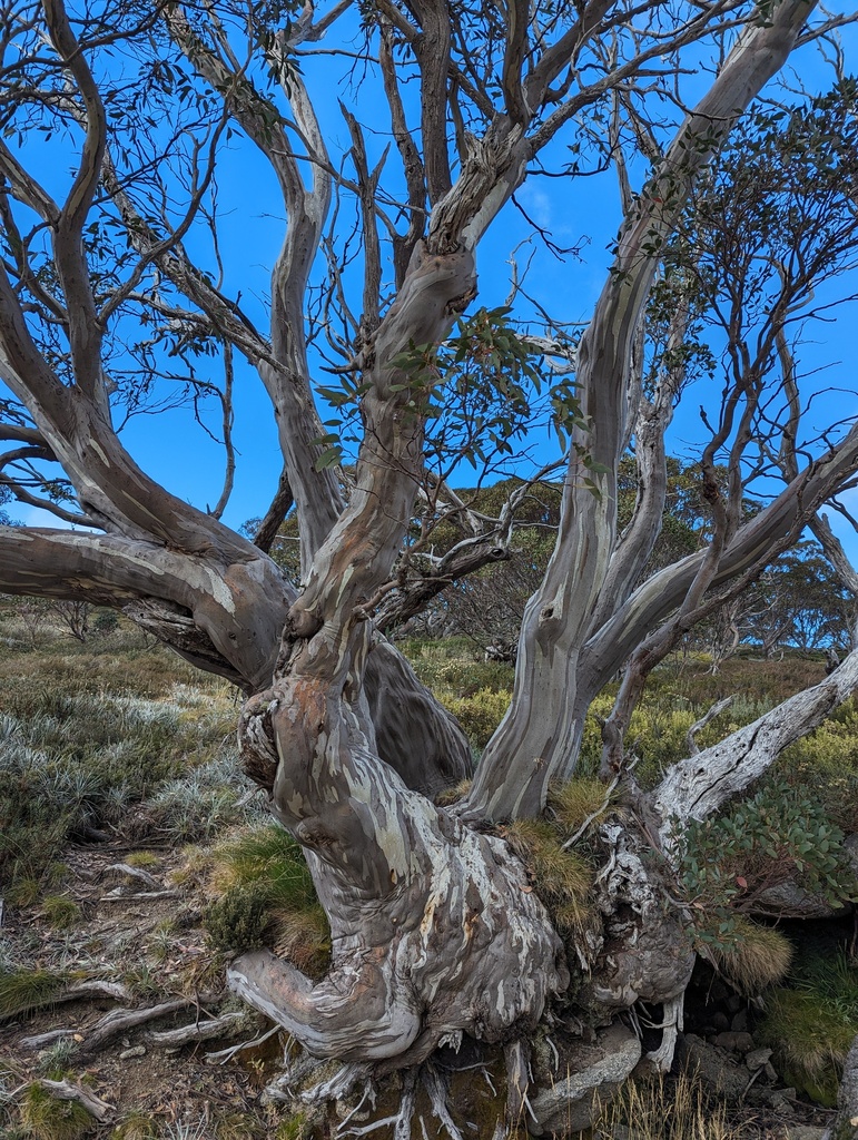 Snow Gum from Charlotte Pass NSW, Australia on April 19, 2024 at 12:08 ...